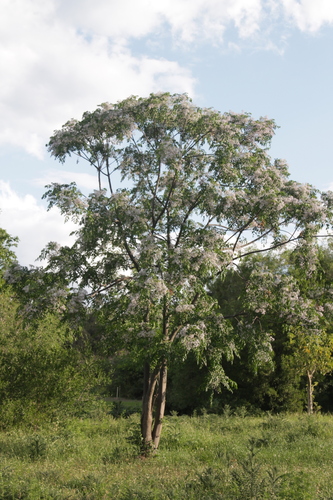 Photo 165722543, (c) Eric Varela Avalos, some rights reserved (CC BY-NC ...