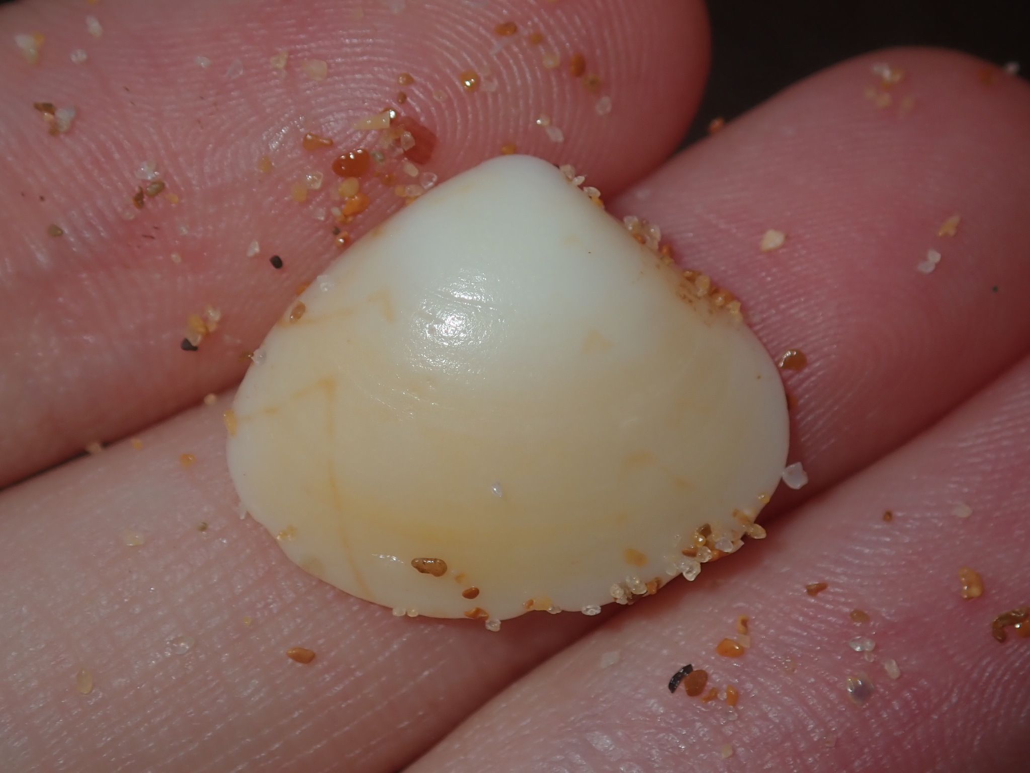 Gomphina undulosa (Lamarck, 1818)