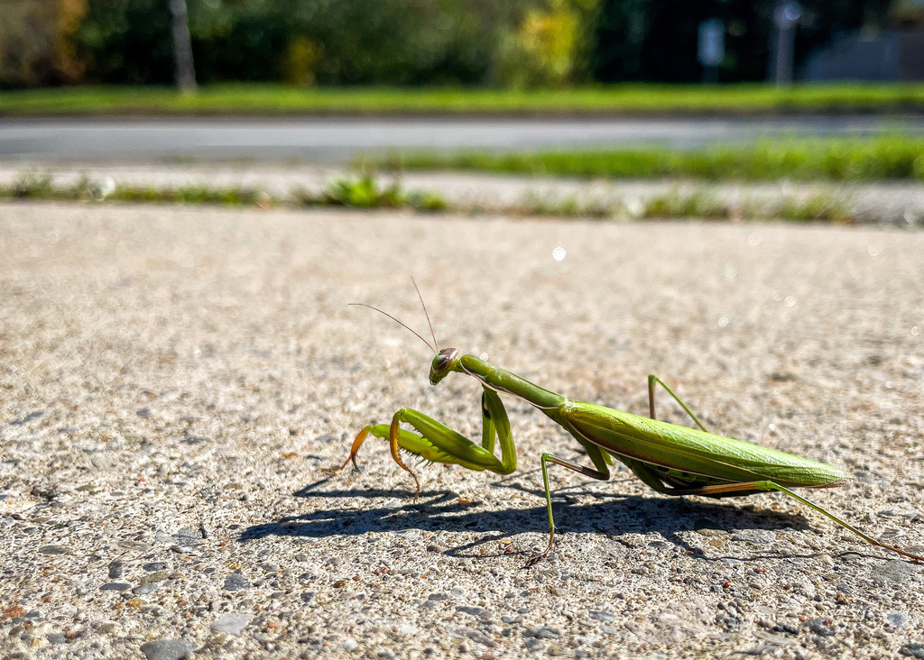 European Mantis from Valleybrook Park, Oakville, ON, CA on October 19 ...