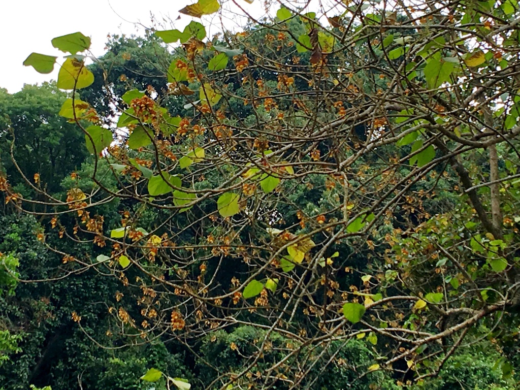 Kashmir tree from The Chinese University of Hong Kong, , Hong Kong, HK ...