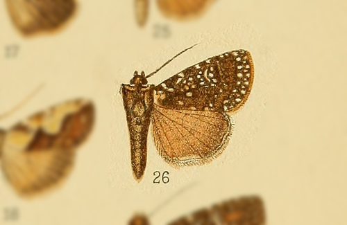 Prospalta siderea · iNaturalist