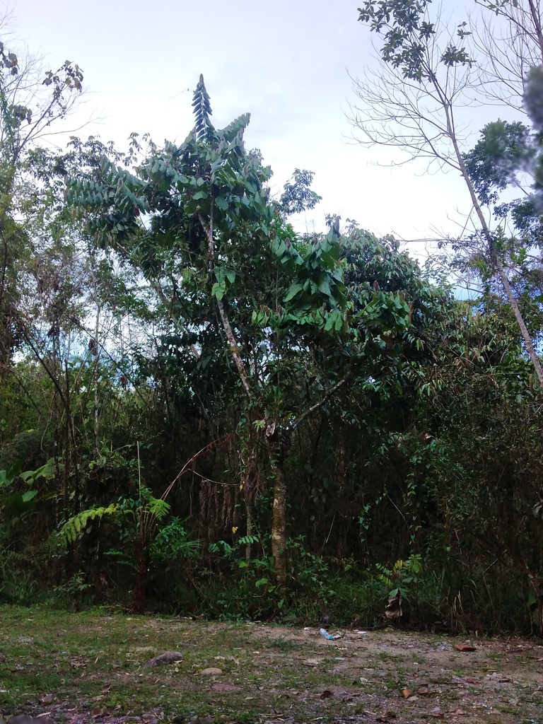 Pataxte desde Tena, Ecuador el 24 de octubre de 2021 a las 05:04 PM de ...