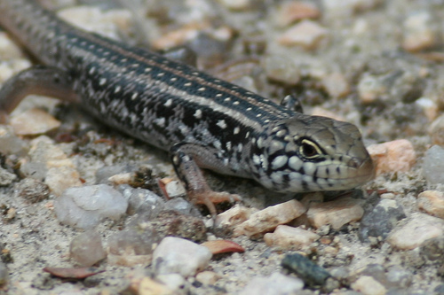 White's Skink (Reptiles and Amphibians of Panboola) · iNaturalist