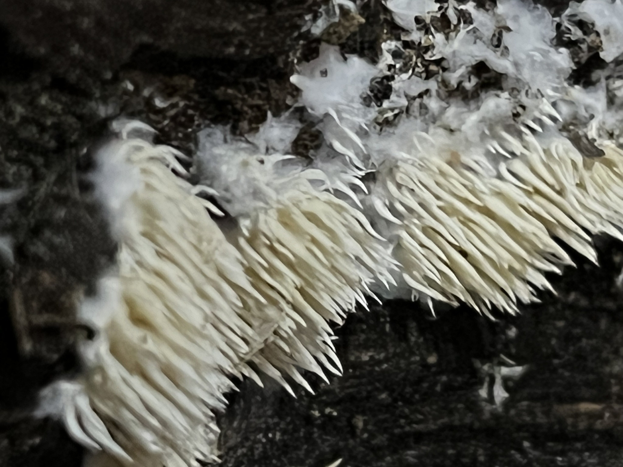 Hydnocristella himantia (Schwein.) R.H.Petersen