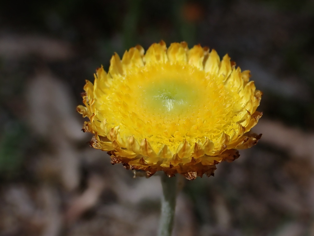 button everlasting (Crib POint Flora Records ) · iNaturalist