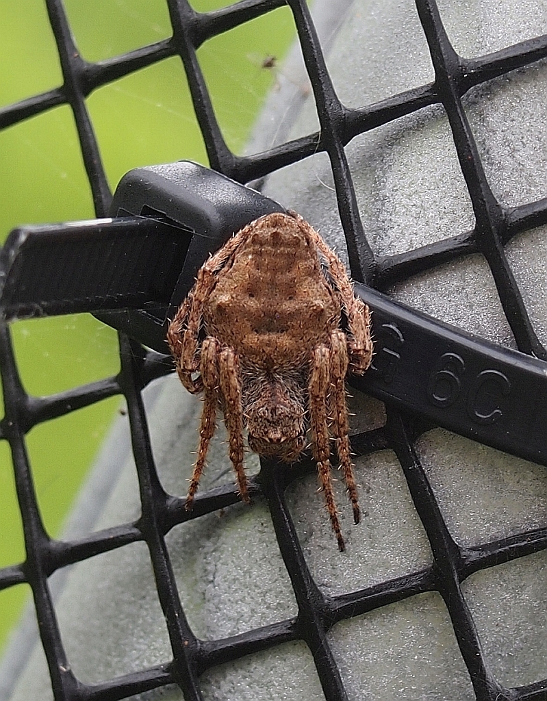 Knobbled Orbweaver from 25 Morganwood Street, Bexley, Christchurch 8061 ...