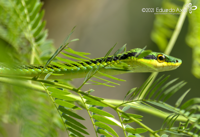 Mexican Parrot Snake from Huejutla de Reyes, Hgo., México on October 23 ...