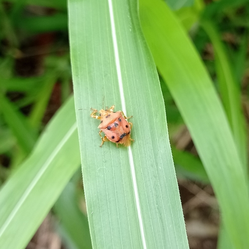Cazira chiroptera · iNaturalist