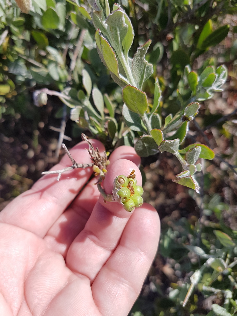Grey Bietou from Melkbosstrand Conservation Area, Melkbosstrand, WC ...