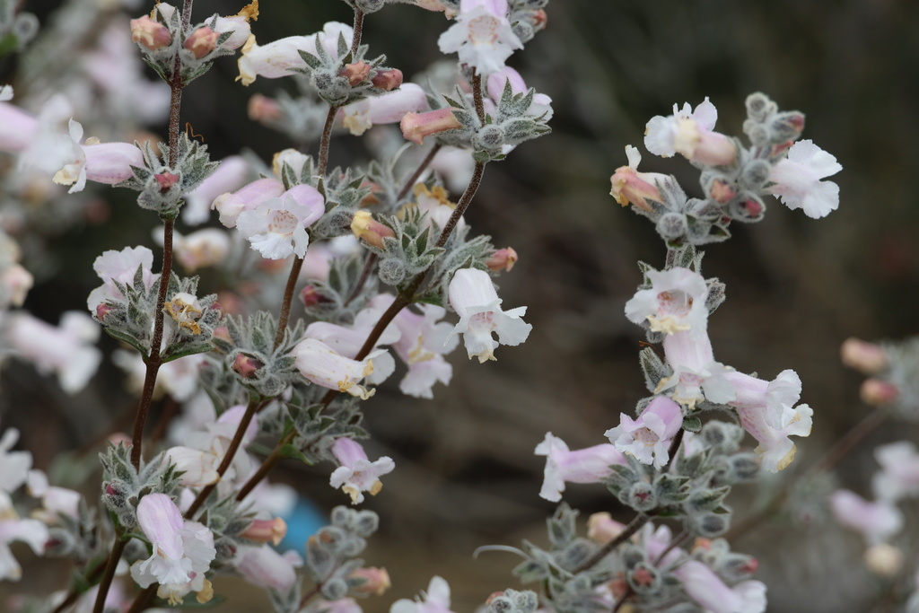 native foxglove (Dasymalla terminalis) - Botanical Realm