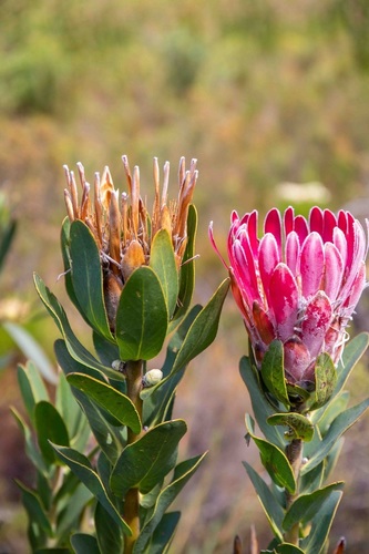 Photo 165769913, (c) Paul Coetzee, some rights reserved (CC BY-NC ...