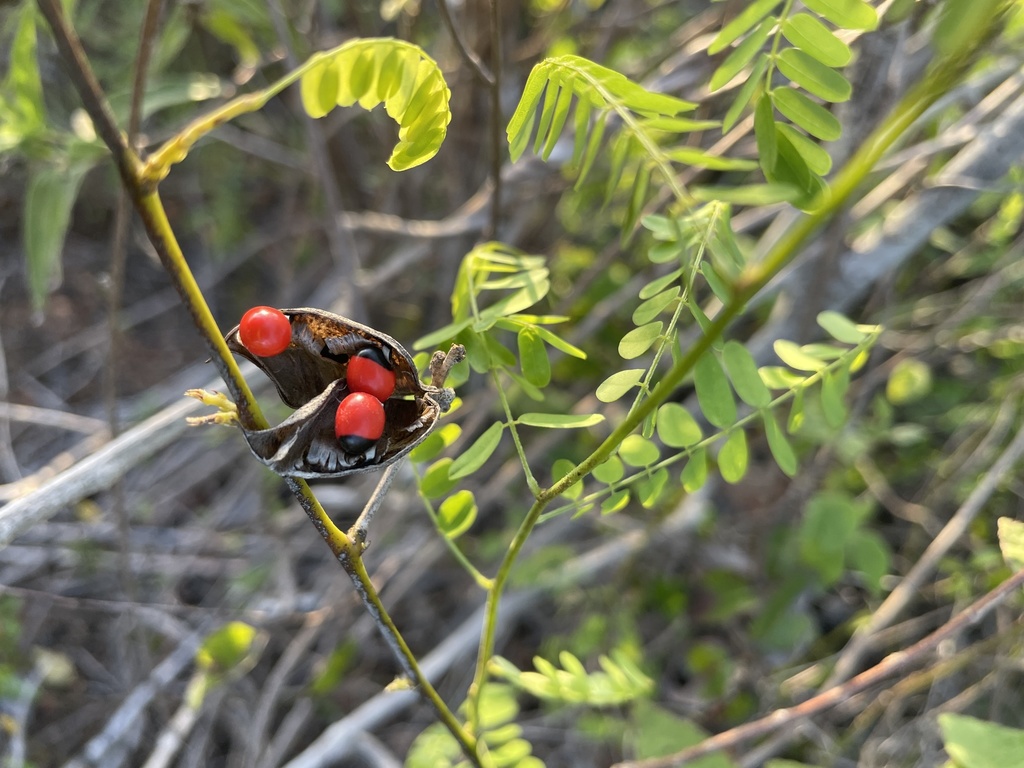 rosary pea from Puerto Rico, Llanos Costa, PR, US on October 25, 2021 ...