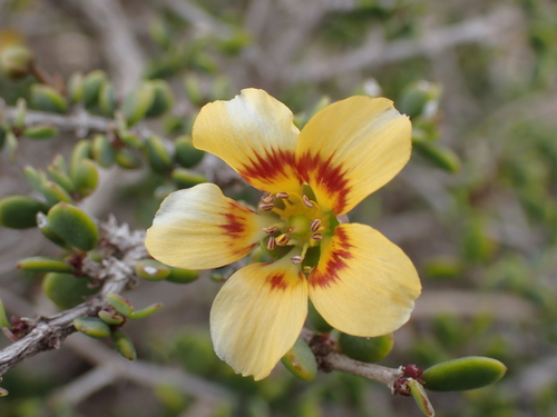 Roepera divaricata · iNaturalist