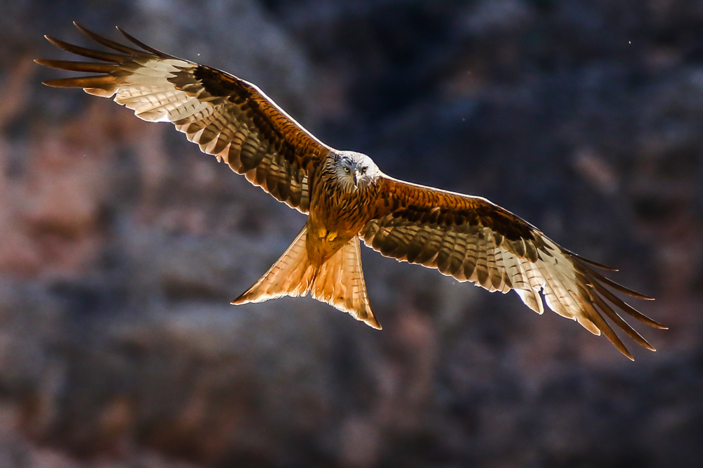 Rotmilan (Vogelführer Mittelfranken) · iNaturalist