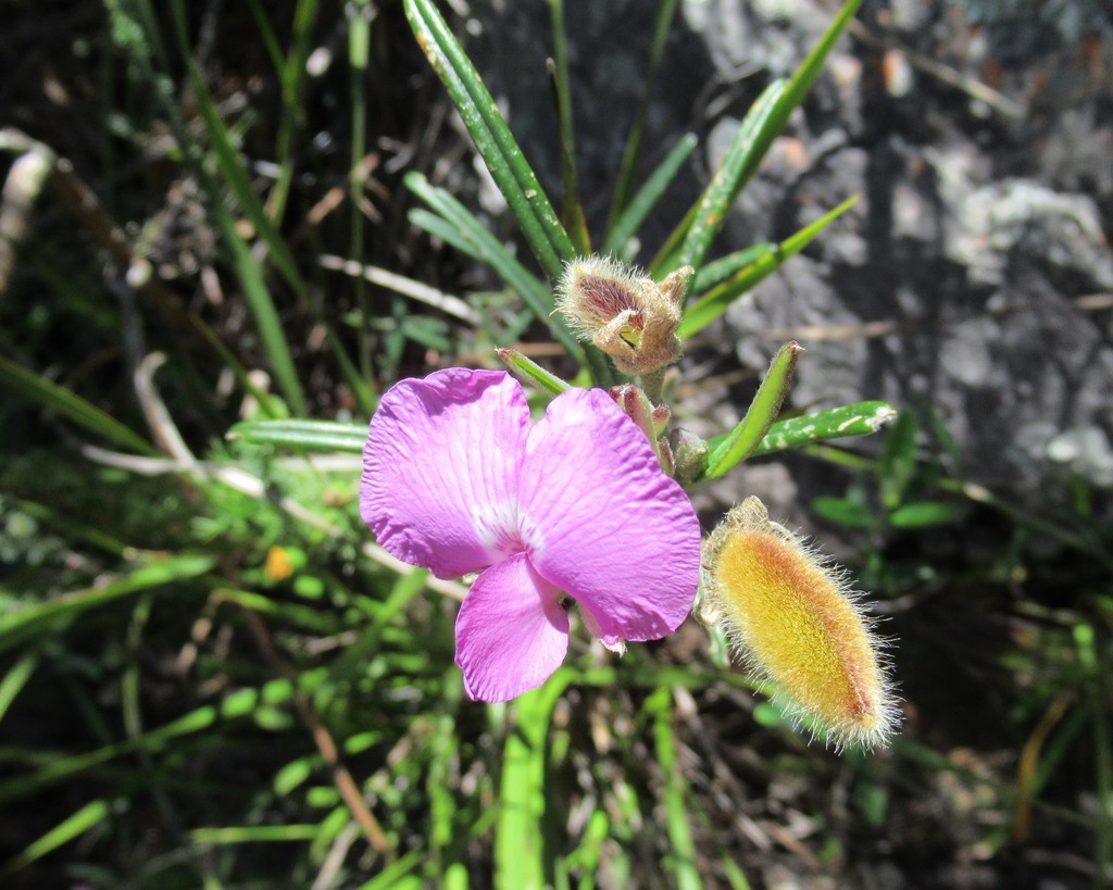Willow Cape Sweetpea from Overberg District Municipality, South Africa ...