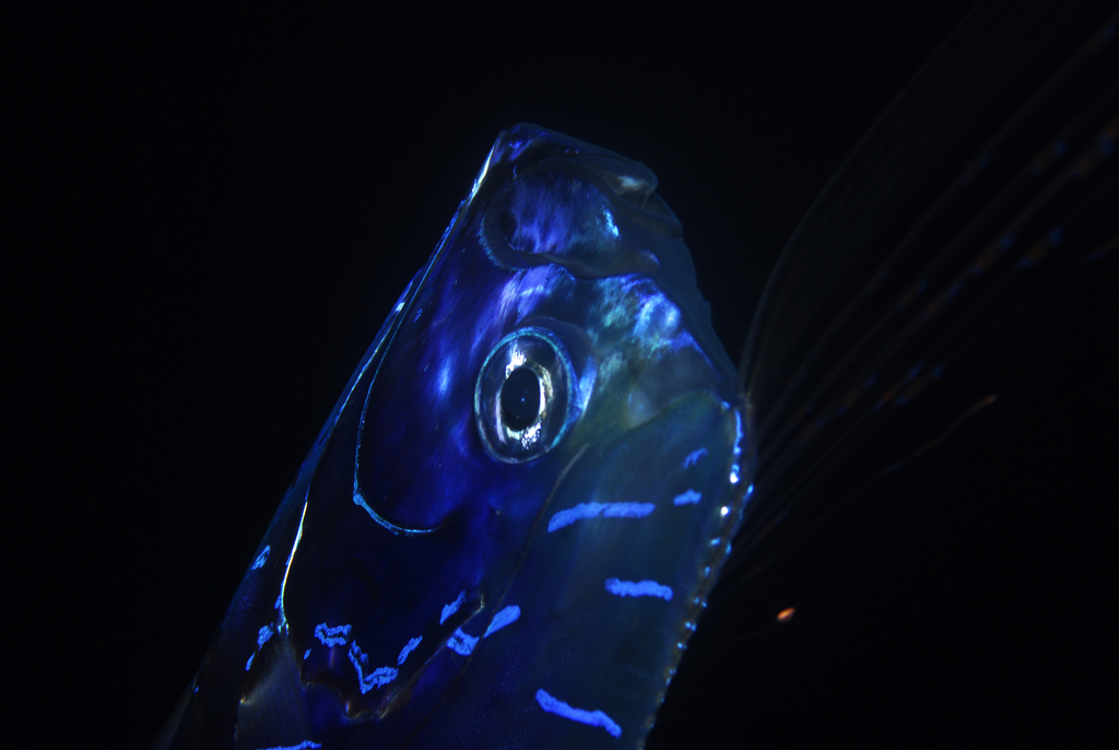 Giant Oarfish (Regalecus glesne) - Marine Life Identification