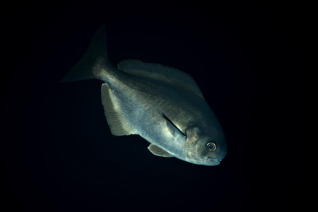 Imperial Blackfish (CMAS Spearfishing 2025) · iNaturalist