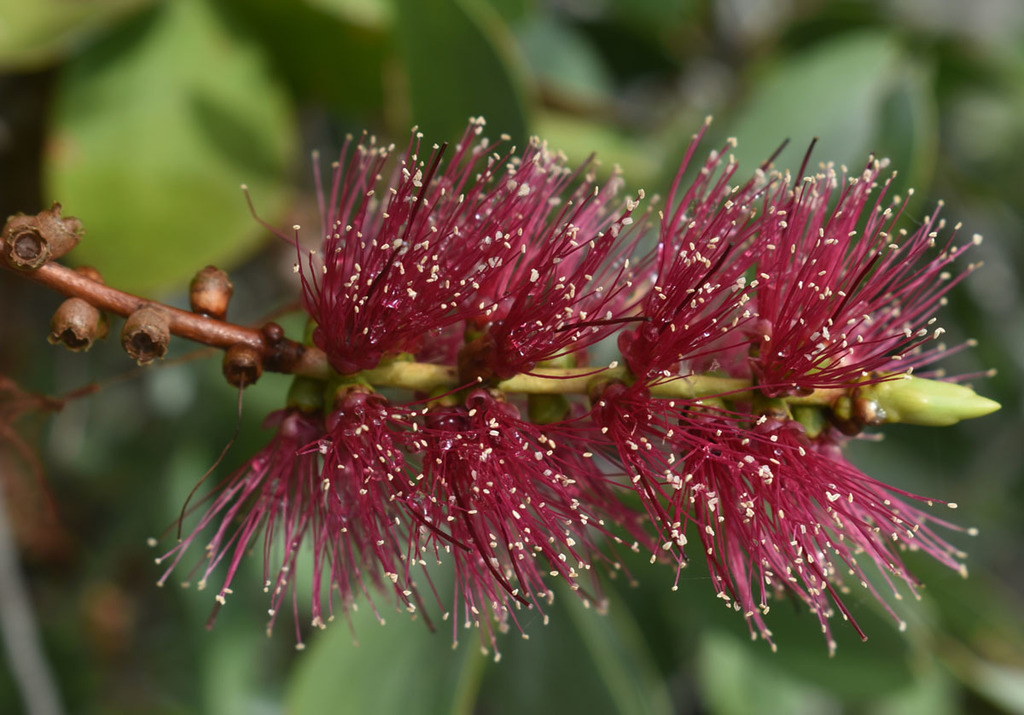 Broad Leaved Tea Tree (Melaleuca viridiflora) - Botanical Realm