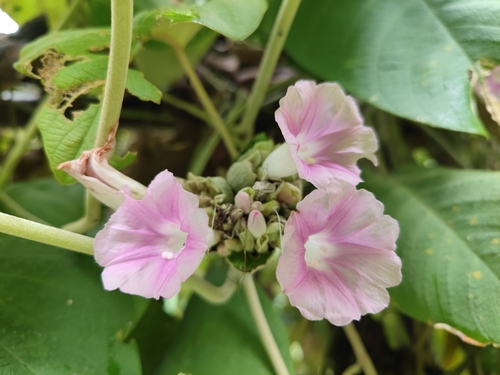 Argyreia wallichii · iNaturalist