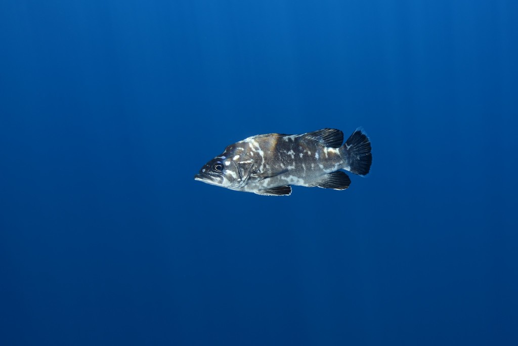 Atlantic Wreckfish (Polyprion americanus) - Marine Life Identification
