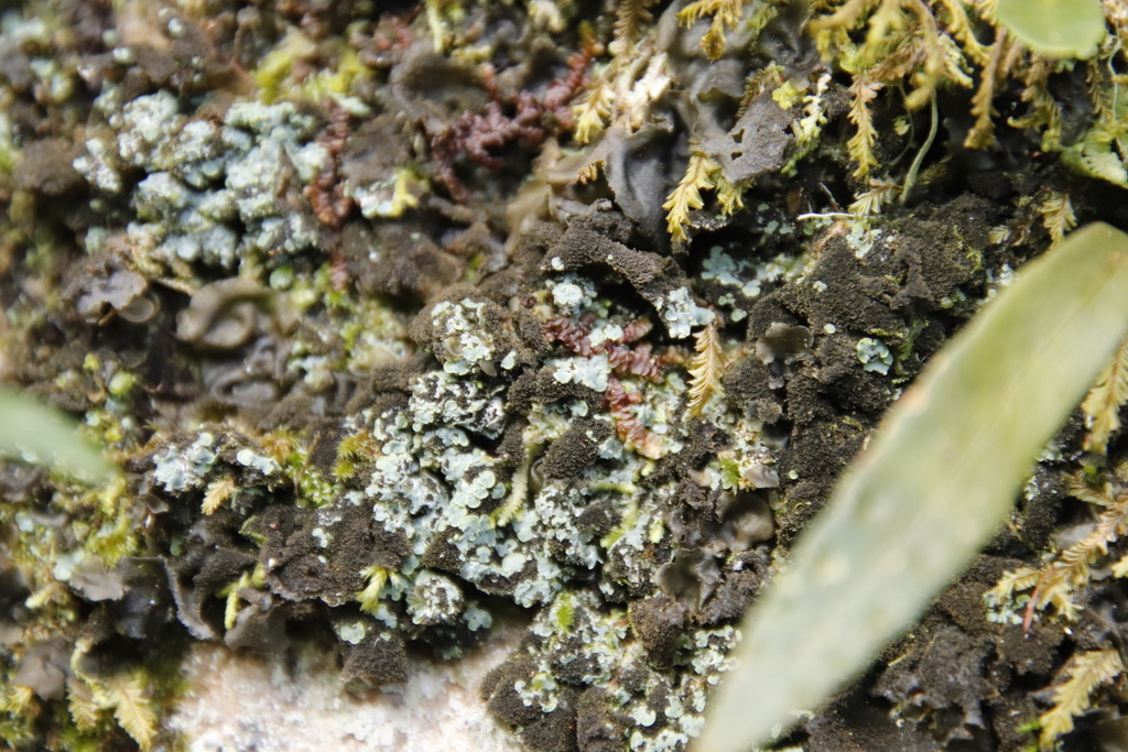 Elf Ears lichen from Contour road around Disa River, Orangekloof ...