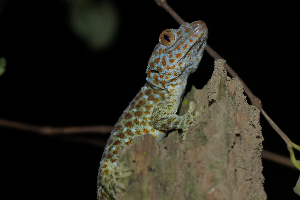 Tokay Gecko from Pinrang Regency, South Sulawesi, Indonesia on October ...