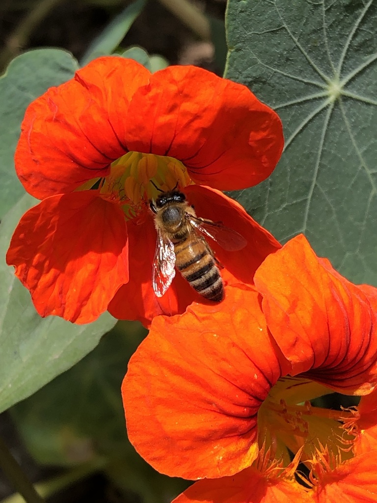 Western Honey Bee from Lima, Lima Province, Peru on October 23, 2021 at ...