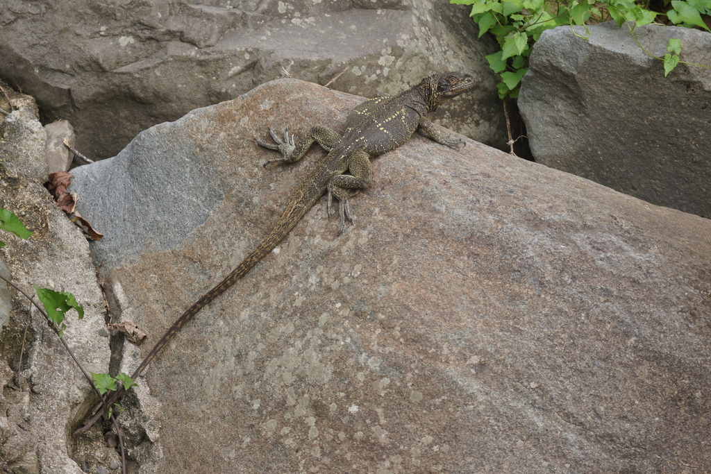Makassar Sailfin Lizard from Pinrang Regency, South Sulawesi, Indonesia ...