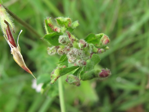 Aceria euaspis · iNaturalist