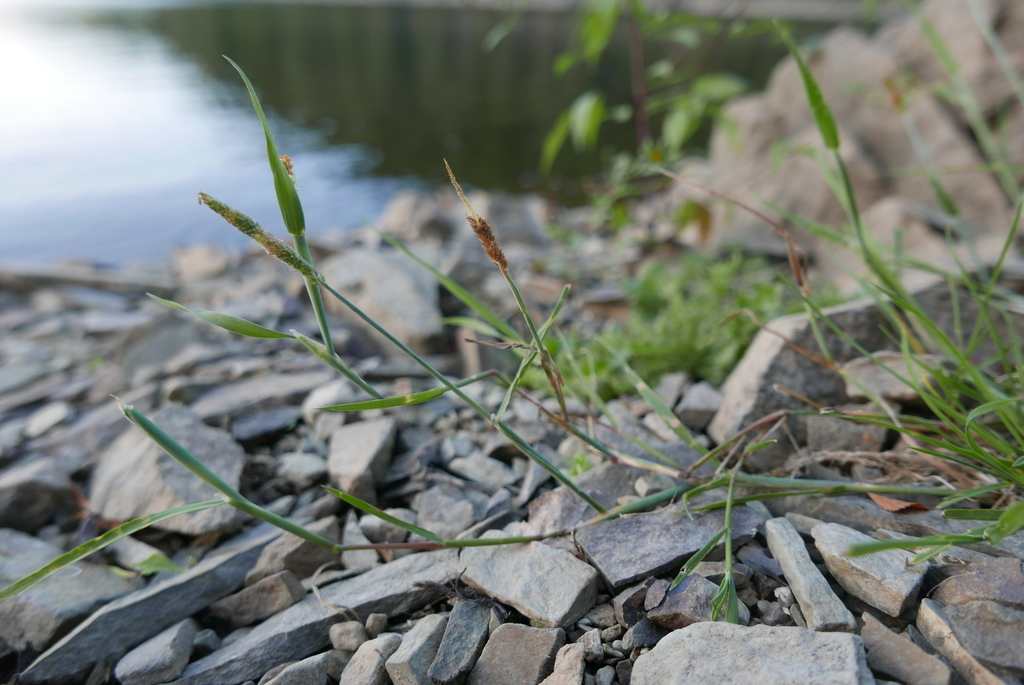 short-awn foxtail from Goslar, Deutschland on September 11, 2021 at 07: ...
