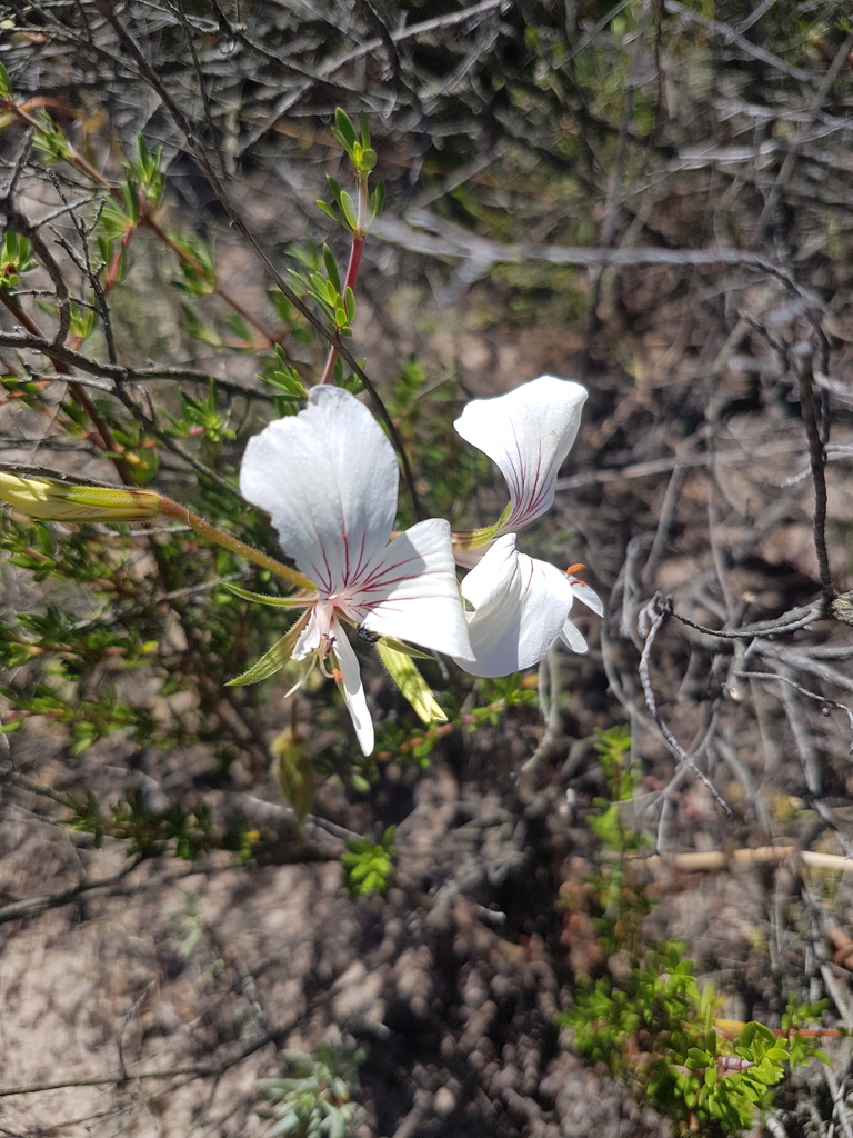 Long Butterfly Storksbill from Melkbosstrand Conservation Area, Cape ...