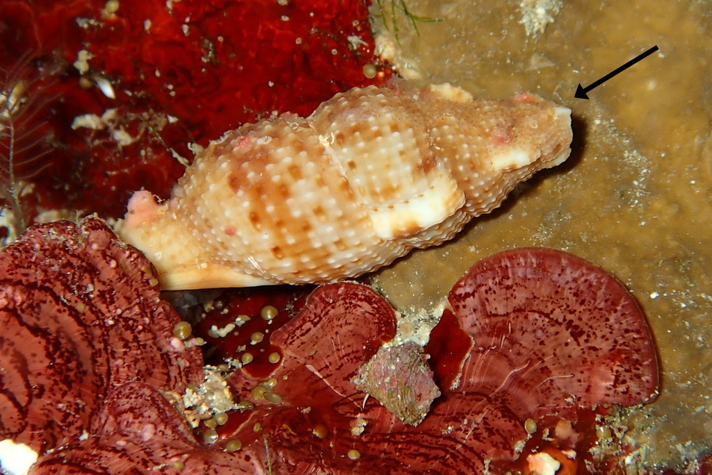 Colubraria testacea from Utila, HN-IB, HN on February 10, 2020 at 11:33 ...