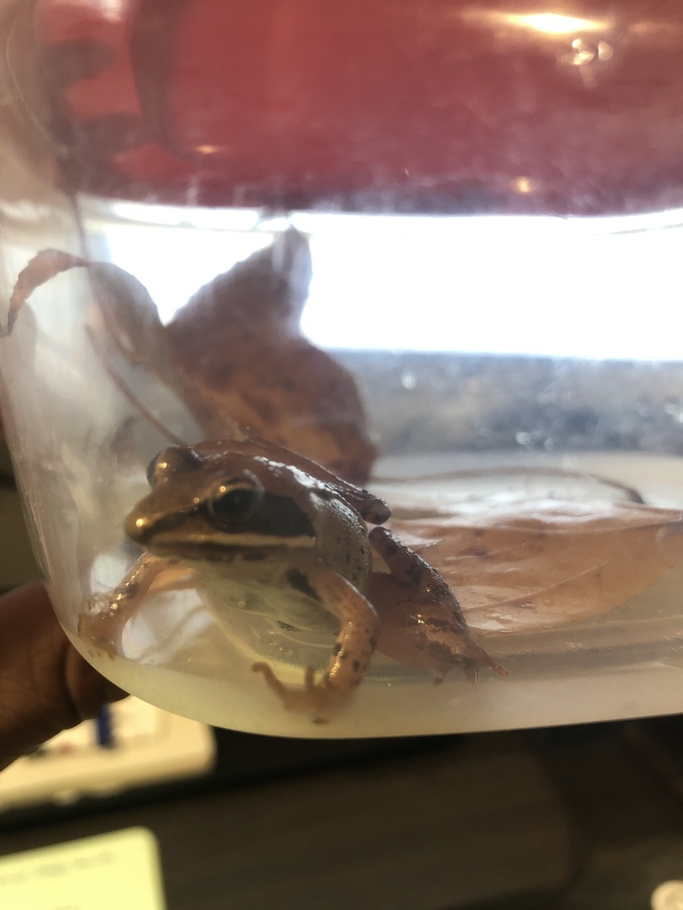 Wood Frog from Lindemann Ave, Closter, NJ, US on October 26, 2021 at 12 ...