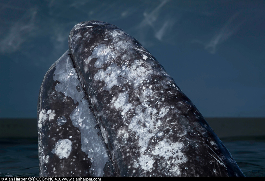 Grey Whales (Eschrichtiidae) - Marine Life Identification