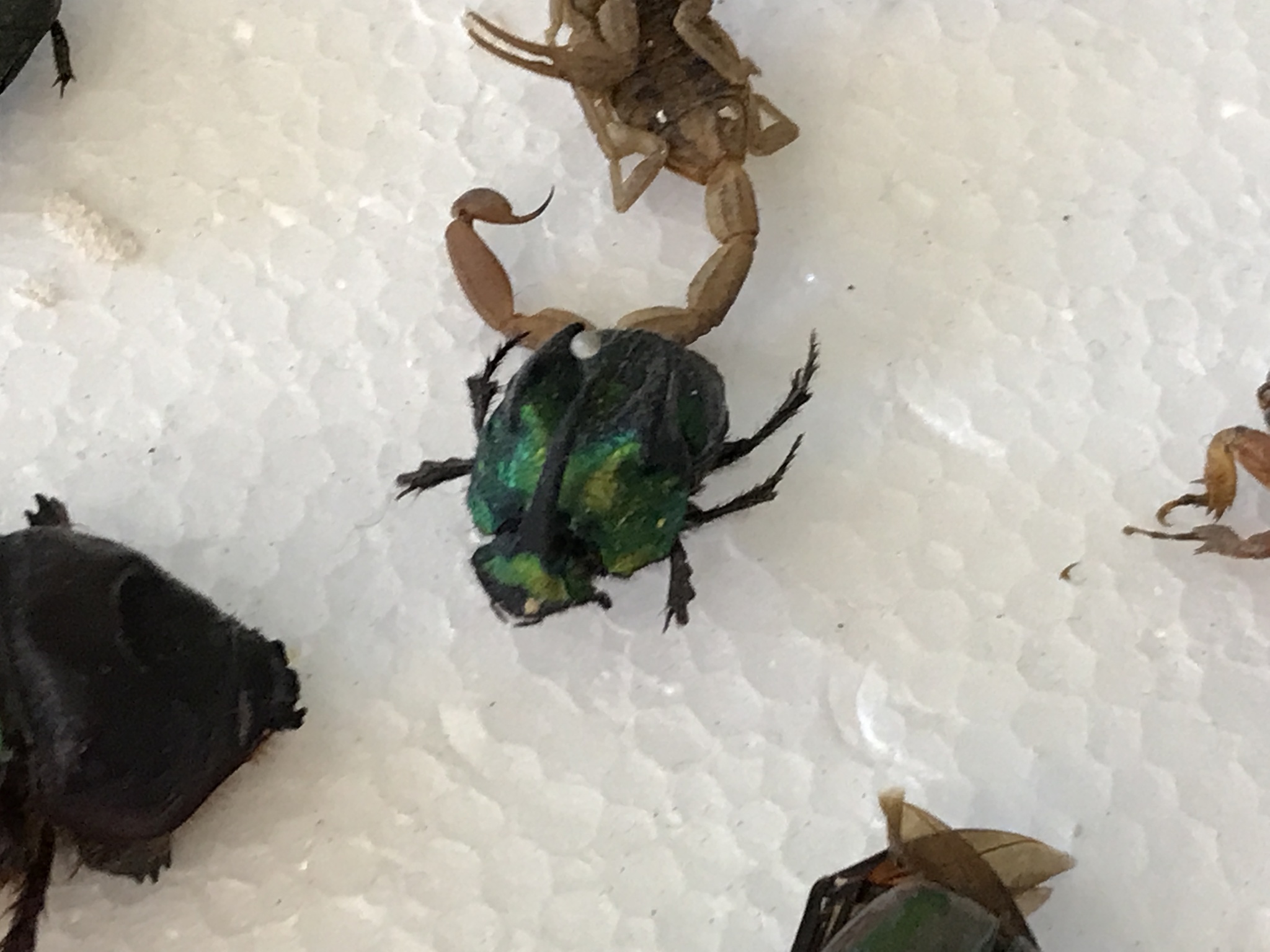 Phanaeus demon Castelnau, 1840