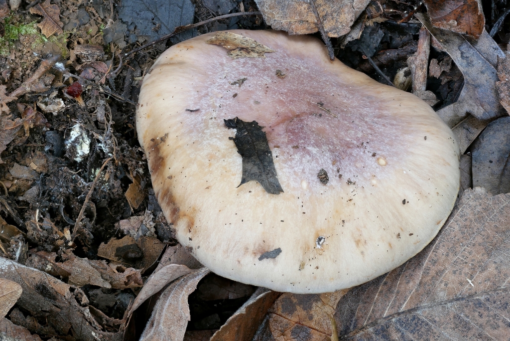 Thaxterogaster herpeticus from Porter County, IN, USA on October 22 ...
