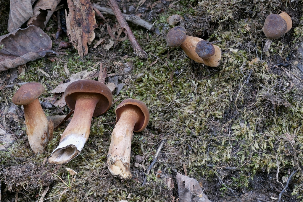 Tylopilus from Porter County, IN, USA on October 22, 2021 at 11:10 AM ...