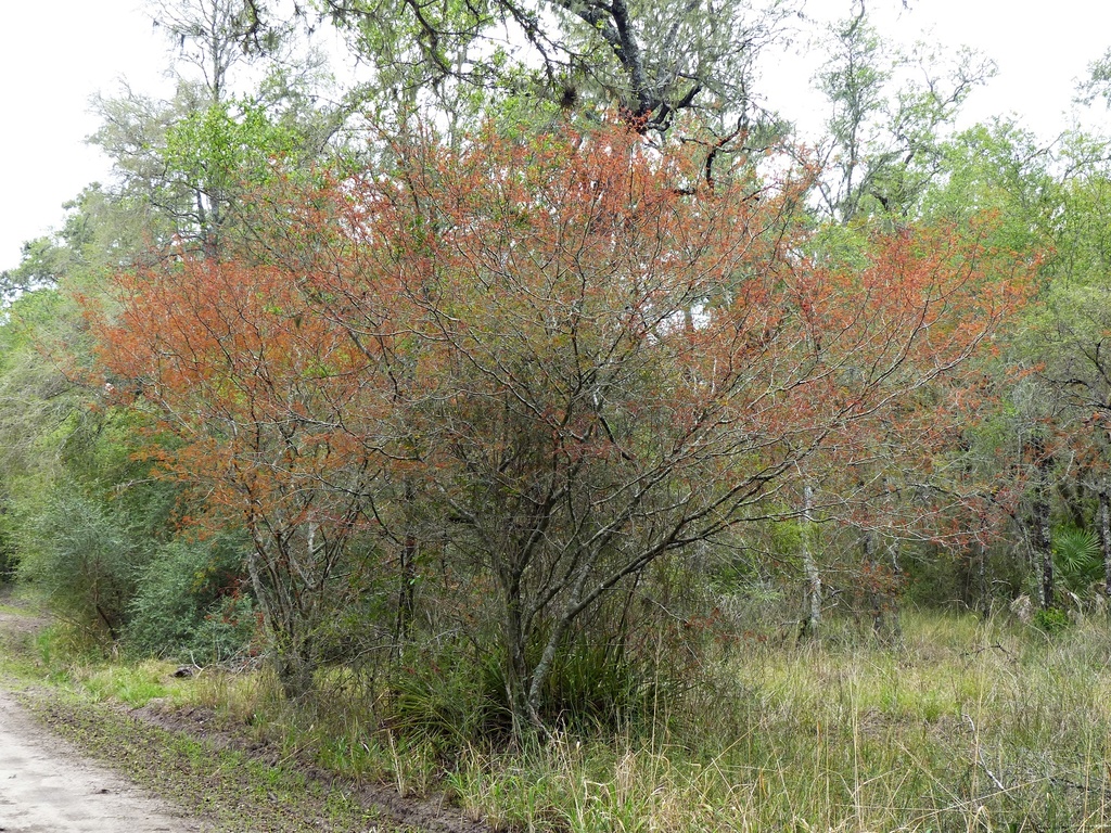 Libidibia paraguariensis in October 2021 by Carlos Schmidtutz · iNaturalist