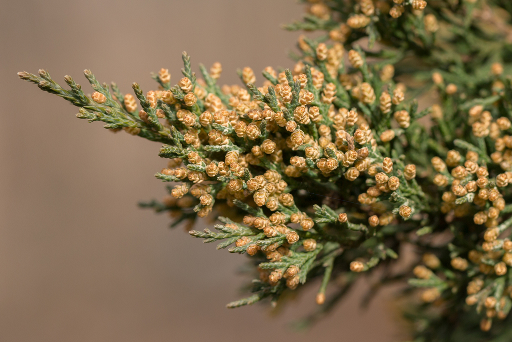 common eastern redcedar (Juniperus virginiana virginiana) - Botanical Realm