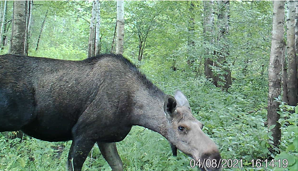 European Elk from Котельничский р-н, Кировская обл., Россия on August 4 ...
