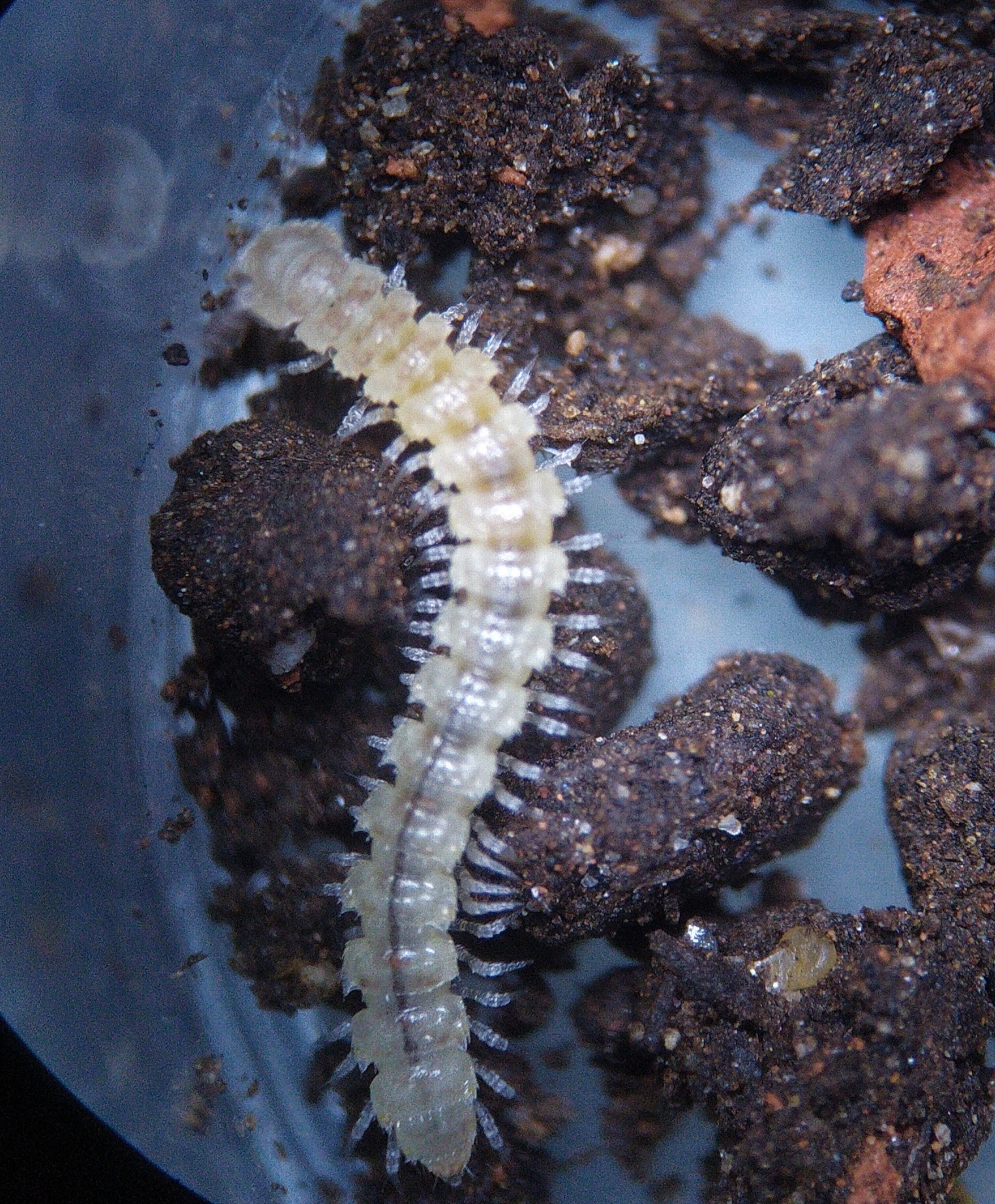 Brachydesmus superus Latzel, 1884