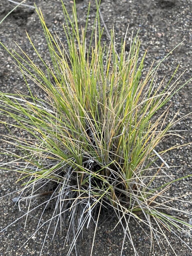 Needle Grasses from 211, El Calafate, Santa Cruz, AR on October 24 ...