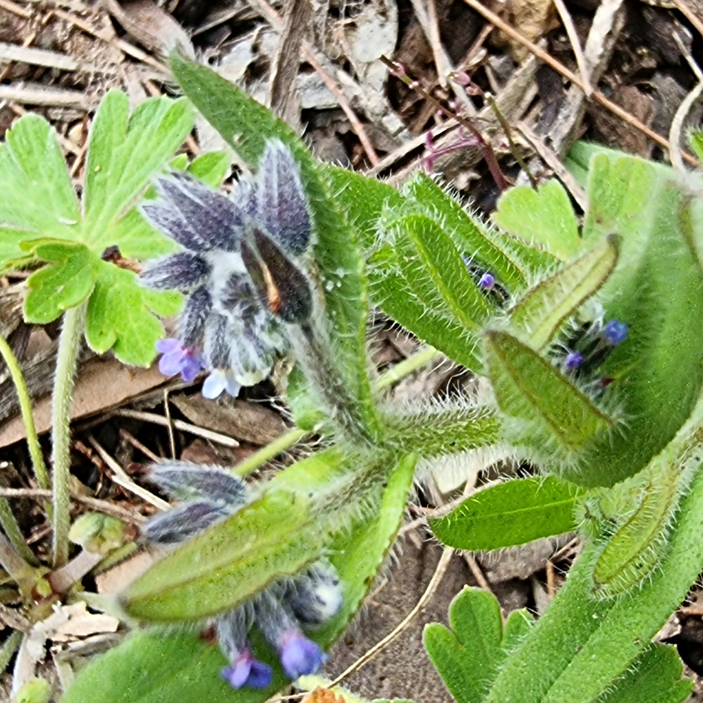 Changing Forget-me-not from Gordon VIC 3345, Australia on October 13 ...