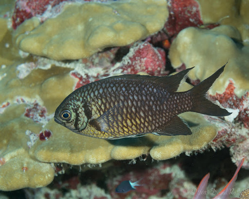 Doublebar Chromis (Chromis opercularis) · iNaturalist Guatemala