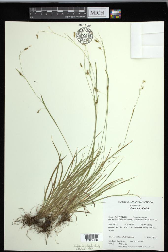 hair-like sedge from Rainy River District, ON, Canada on June 11, 1999 ...