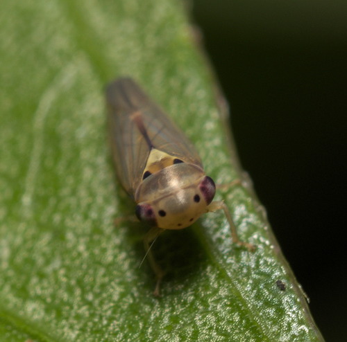 género Idioscopus · NaturaLista Colombia