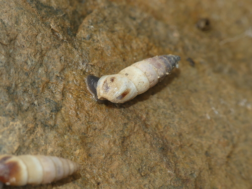 Bostryx anachoreta · iNaturalist