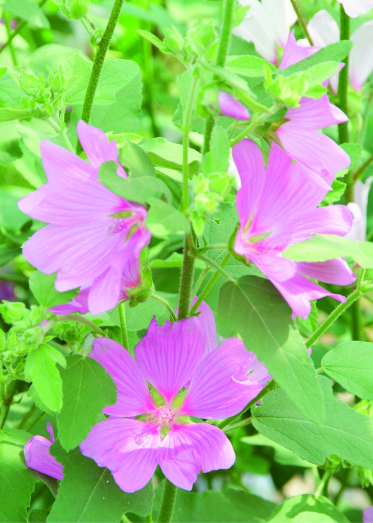 Garden Tree-mallow (Malva × clementii) - Botanical Realm