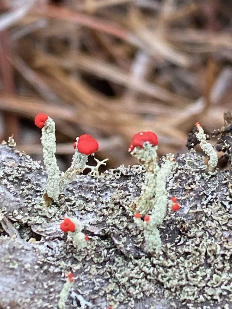 British soldier lichen from Wellfleet, MA, USA on October 16, 2021 at ...