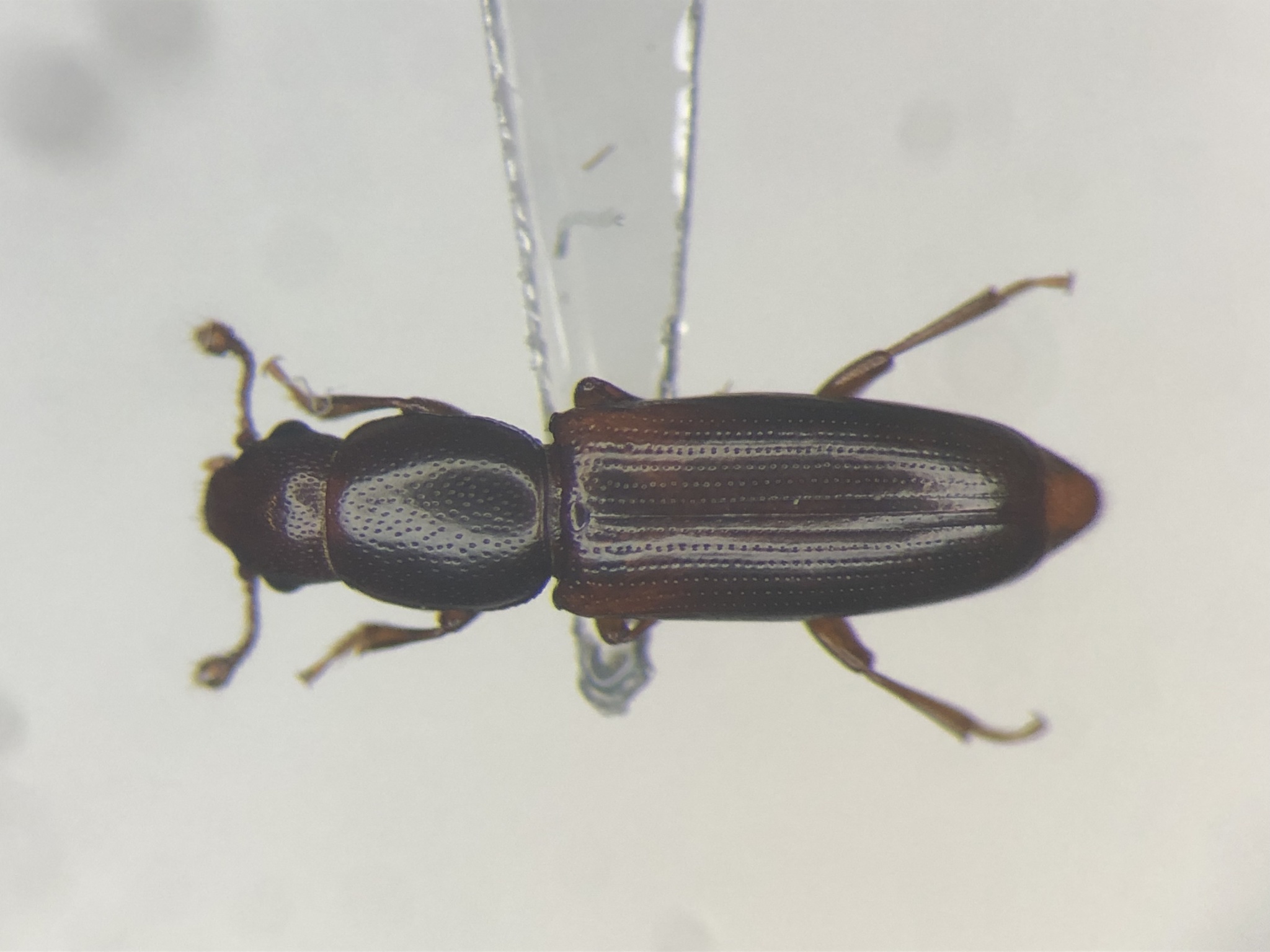 Rhizophagus dimidiatus Mannerheim, 1843